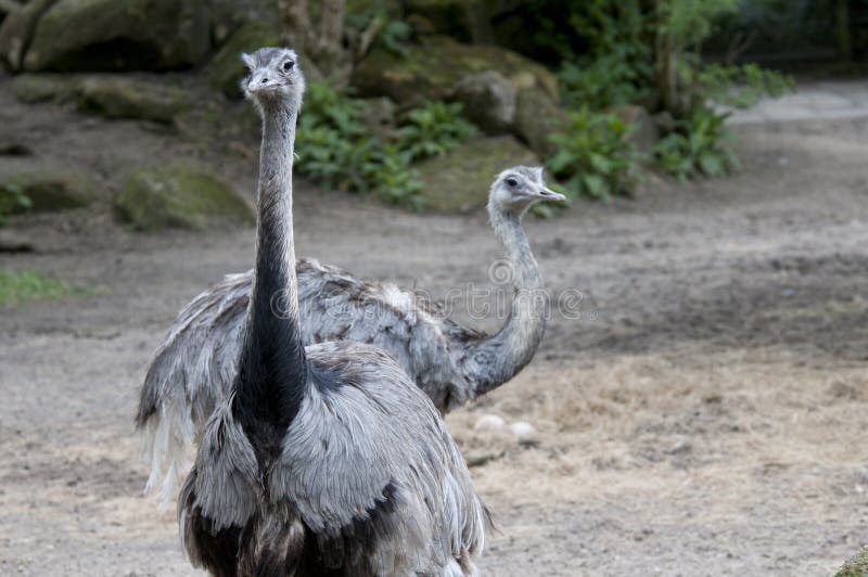 Two ostrich stock photo. Image of black, south, head - 87494724