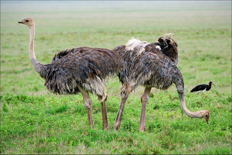 Two ostriches. stock photo. Image of grass, bird, couple - 16184234