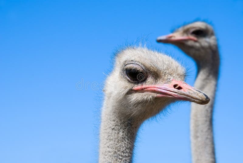 Two ostriches stock photo. Image of animal, beak, eyes - 4586880