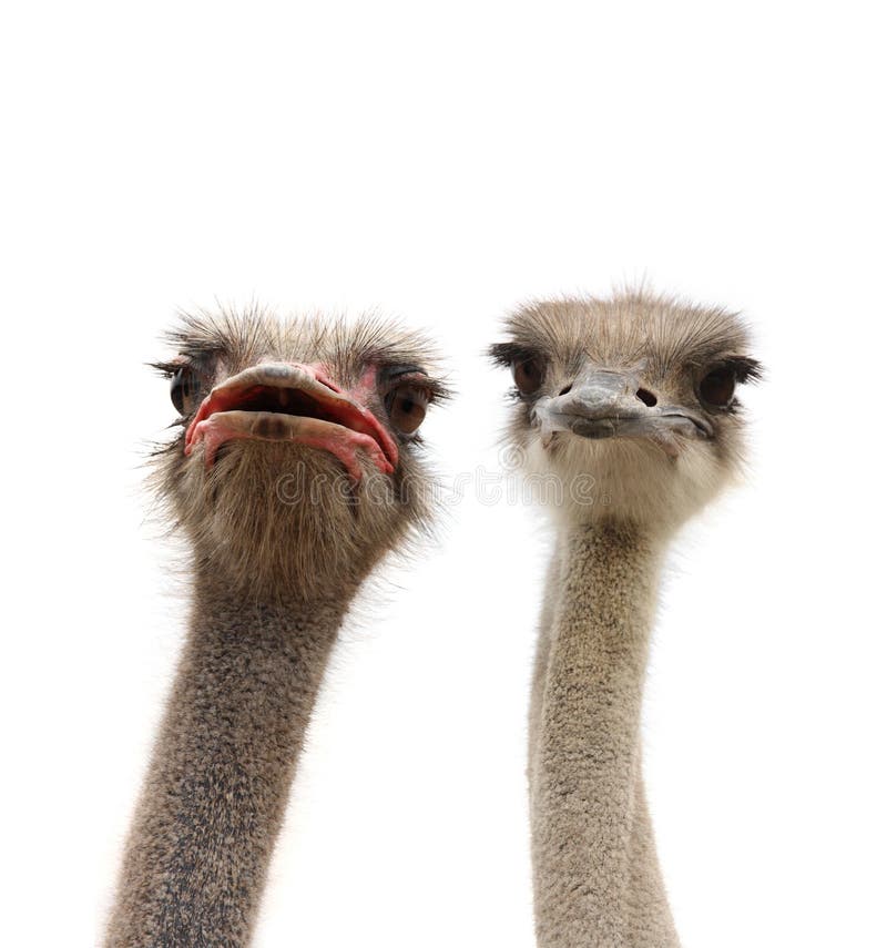 Funny ostriches stock photo. Image of furry, couple, lonely - 15077386