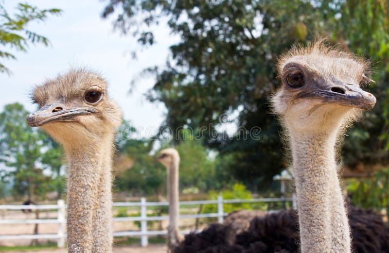 Two ostrichs stock image. Image of head, white, female - 28932629