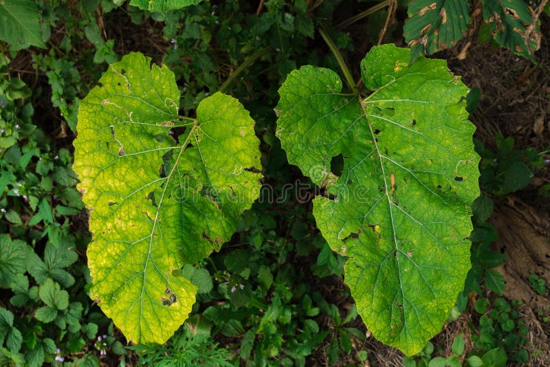 Two other leaf stock image. Image of brother, bush, grass - 75577333