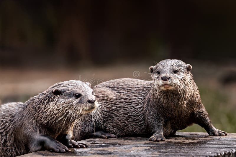 Two Otters on a Log by the Water. Stock Image - Image of paws, whiskers ...