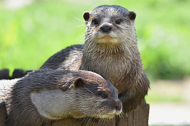 Two Otters Relax by a Stream Stock Image - Image of water, otters ...