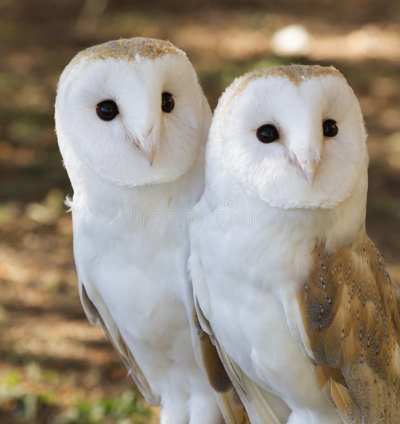 478 Two Cute Owls Photos - Free & Royalty-Free Stock Photos from Dreamstime