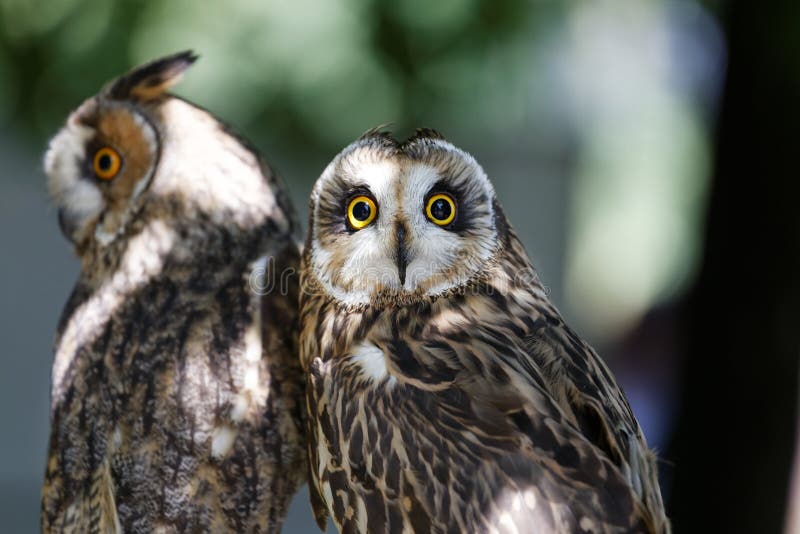 Two owls stock photo. Image of intelligence, looking - 55974536