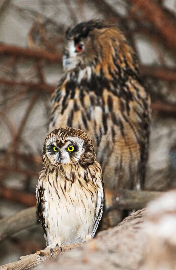 Two owls. stock image. Image of perching, studio, predator - 74866225