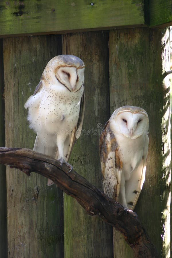 Two Barn owls stock image. Image of unusual, barn, wildlife - 56278583