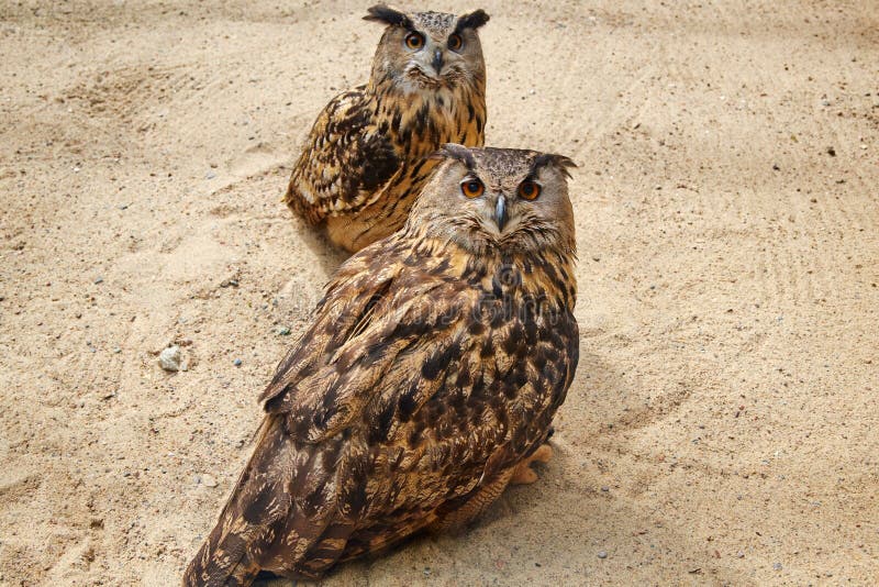 Two owls stock image. Image of danger, predator, natural - 61999995
