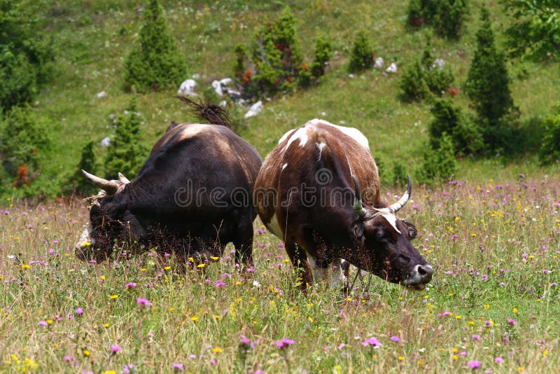 Two ox on a flower meadow stock image. Image of grass - 181826345