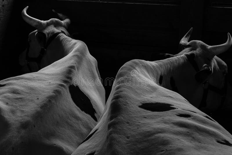 Oxen Stock Photos - Download 4,704 Royalty Free Photos