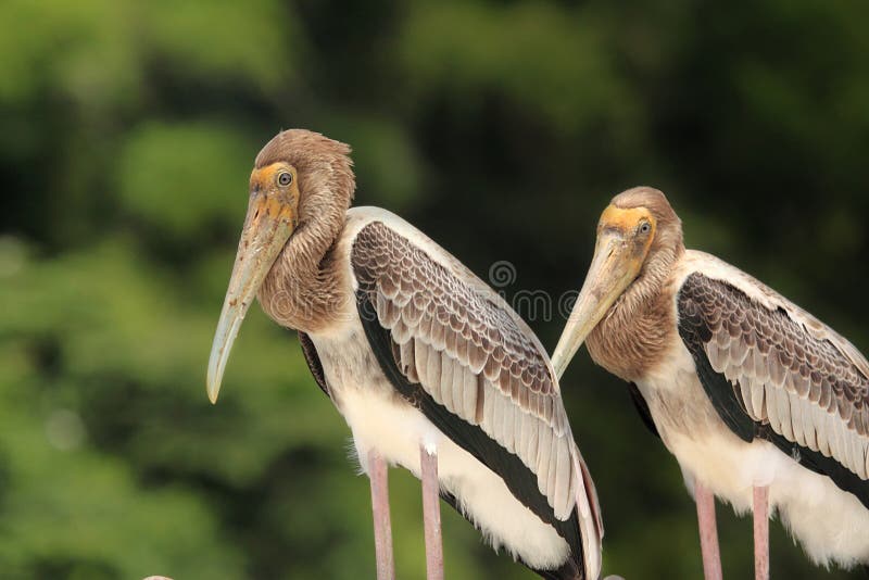 Two Painted stork juvenile stock photo. Image of couple - 123618290