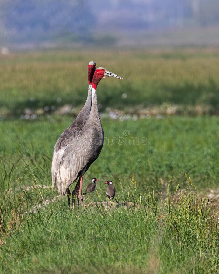Two pair of birds resting stock photo. Image of asian - 263174824