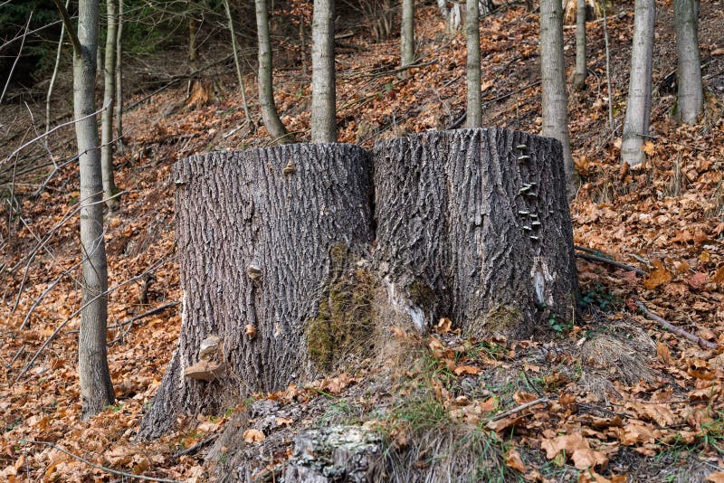 Two Pair Cut Trees Stump in Autumn Forest Stock Photo - Image of ...