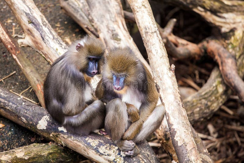 2 Monkeys Hugging Stock Photos - Download 222 Royalty Free Photos