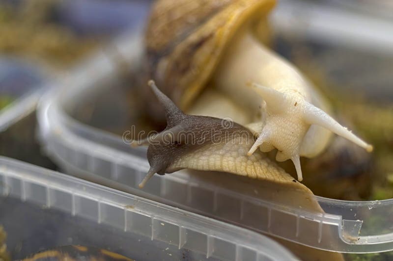 Two pairing snails stock photo. Image of small, slime - 115445194