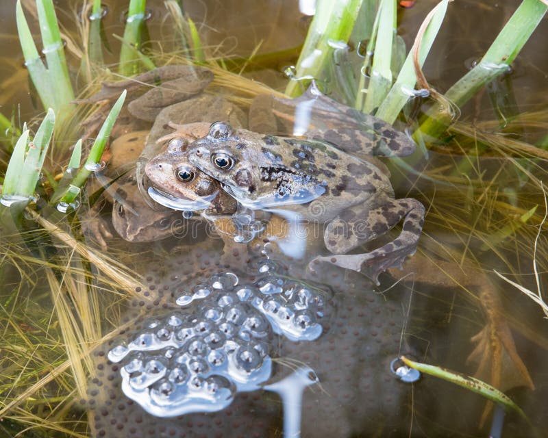 Two pairs of frogs. stock image. Image of outdoors, mating - 89591655
