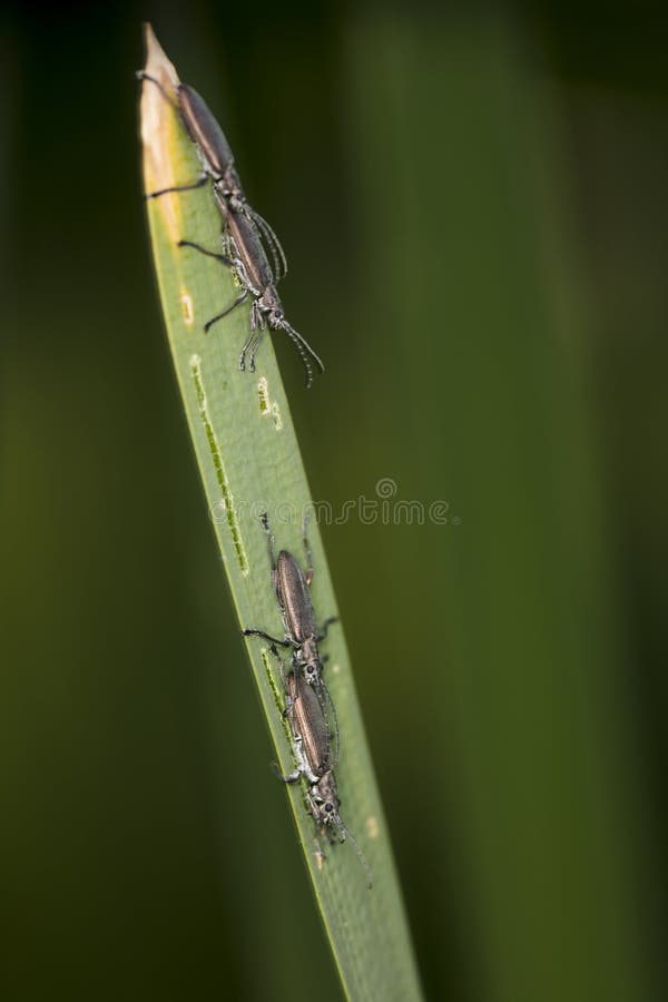 Two Pairs of Long Black Insects Copulate Stock Image - Image of ...