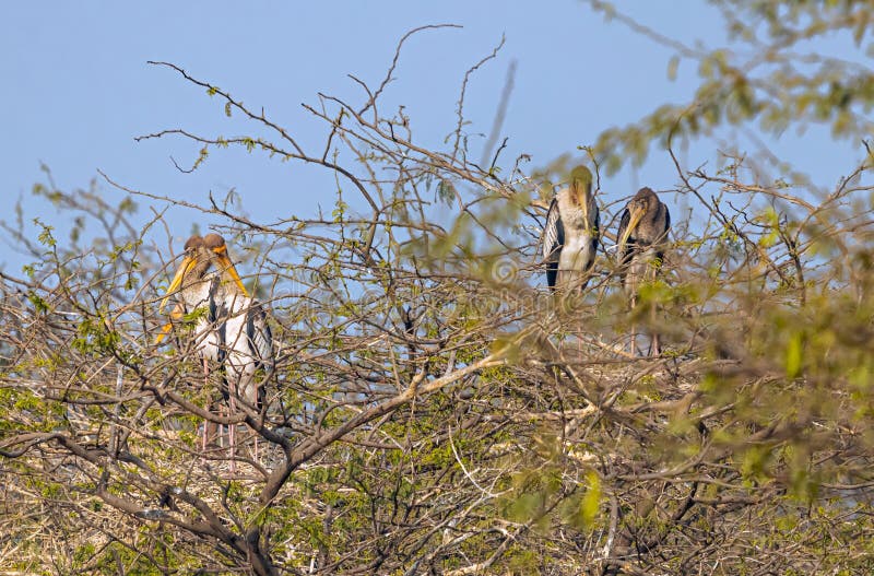 Two Pairs of Painted Stork in Nest Stock Photo - Image of colourful ...