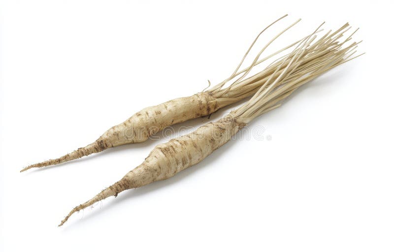 Two Pale Beige Root Vegetables on White Background Stock Illustration ...