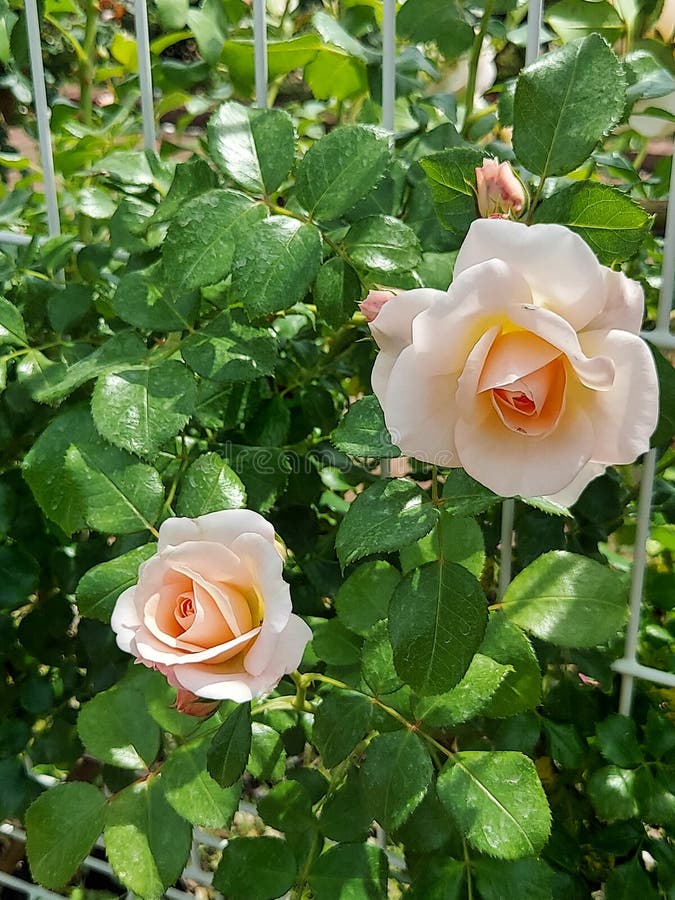 Two pale-orange roses stock photo. Image of pink, roses - 253748052