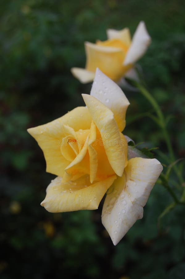 Two Pale Yellow Roses after the Rain Stock Photo - Image of yellow ...