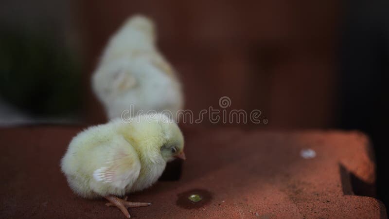 Two Pale Yellow Silky Chicks. Stock Video - Video of isolated, chicks ...