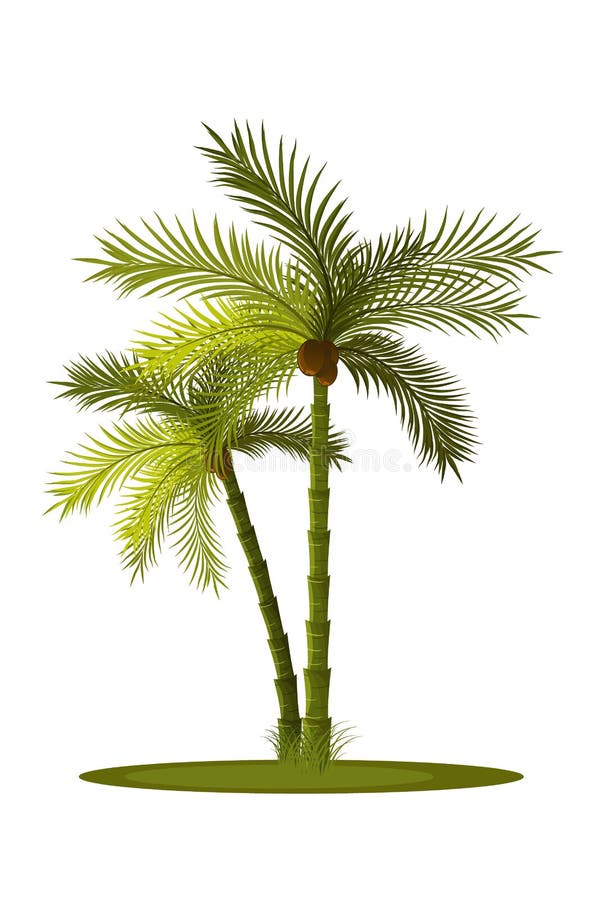 Palm tree stock vector. Illustration of floral, vector - 15312209