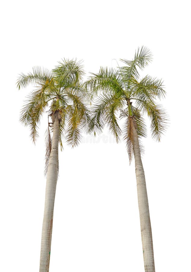 Two Palm tree isolated stock photo. Image of nature - 109975510