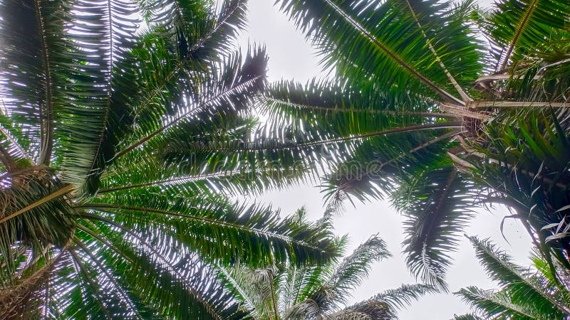 Two Palm Tree Tops Photographed from Below Stock Photo - Image of ...