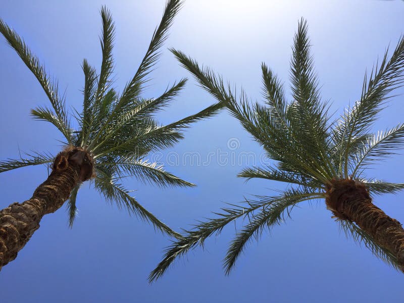 Two Palm Tree, View from Below on the Sky Background. Stock Image ...