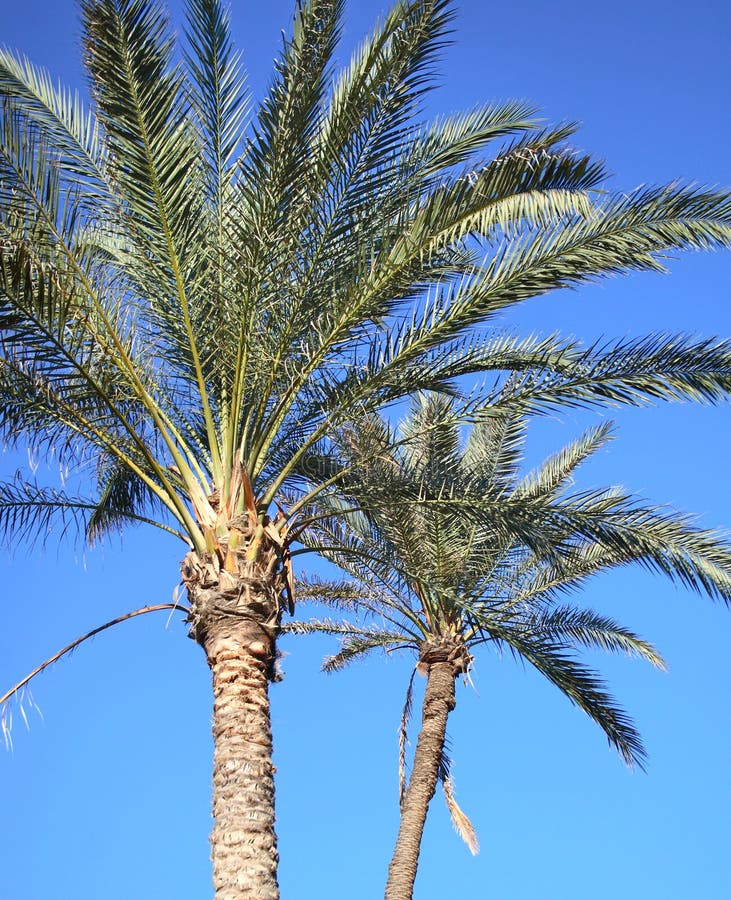 Two palm trees stock photo. Image of outdoors, branch - 1714912