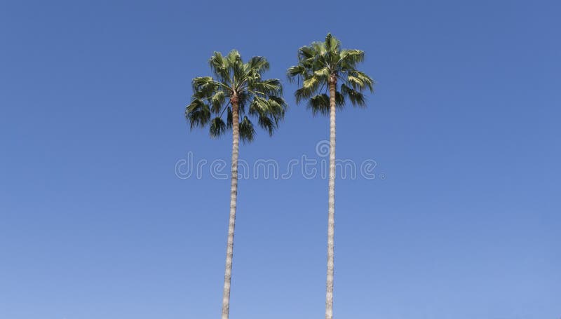 Two Palm Trees stock image. Image of tropical, daytime - 29683285