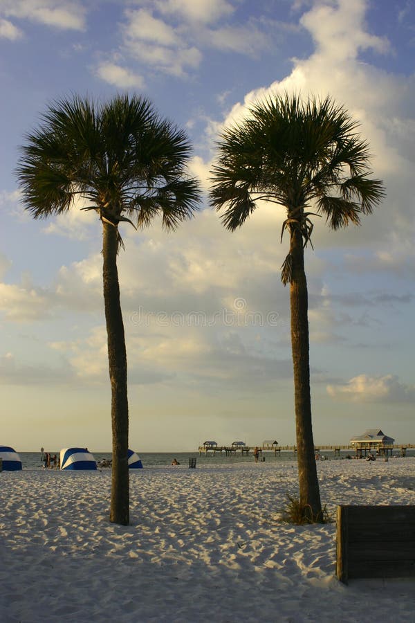 Two palm trees stock photo. Image of double, couple, tent - 341712