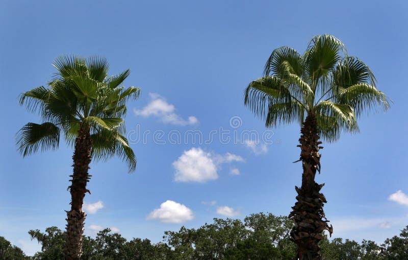 Two Palm Trees stock image. Image of clouds, tropical - 7552171
