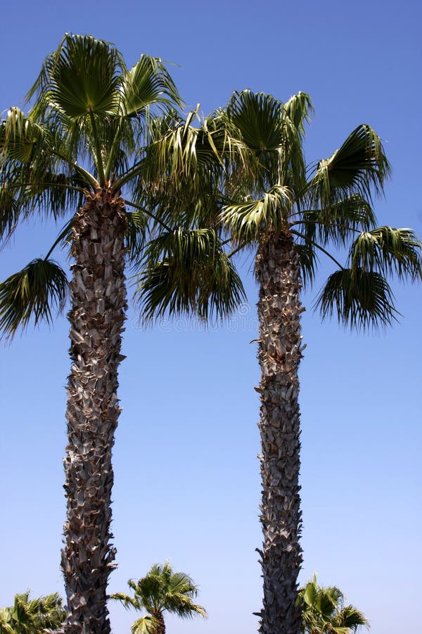 Two palm trees stock photo. Image of beach, plant, holidays - 7686442