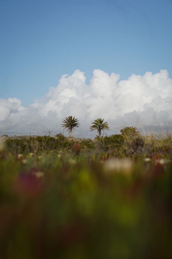 Two Palm Trees from a Distance with Clouds in the Background, Low Angle ...