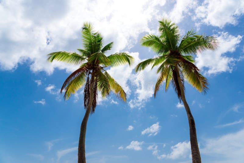 Two Palm Trees Against Blue Sky Stock Photo - Image of climate, trees ...