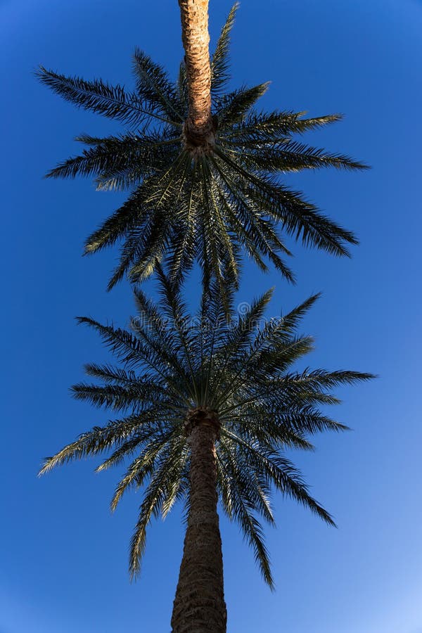 Two Palm Trees Against a Blue Sky. View from Below Stock Photo - Image ...