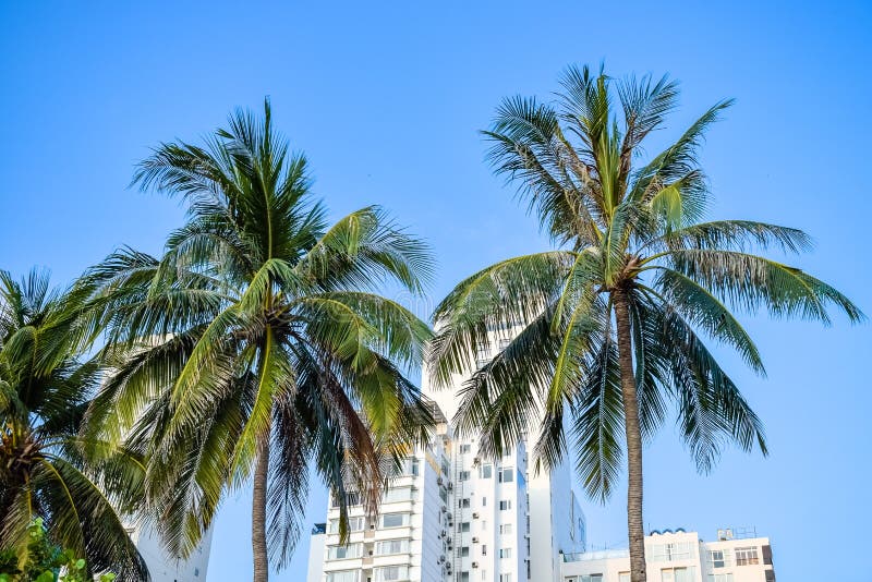 Two Palm Trees on the Background of Hotels in a Resort in the Tropics ...