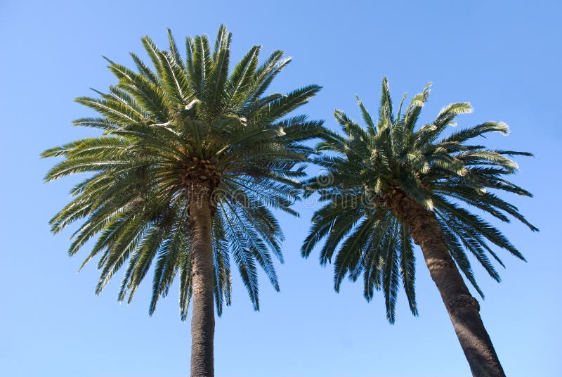 Two Palm Trees and Blue Sky Stock Image - Image of couple, trunk: 3069275