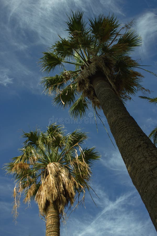 Two Palm Trees on Blue Sky Background Stock Image - Image of close ...