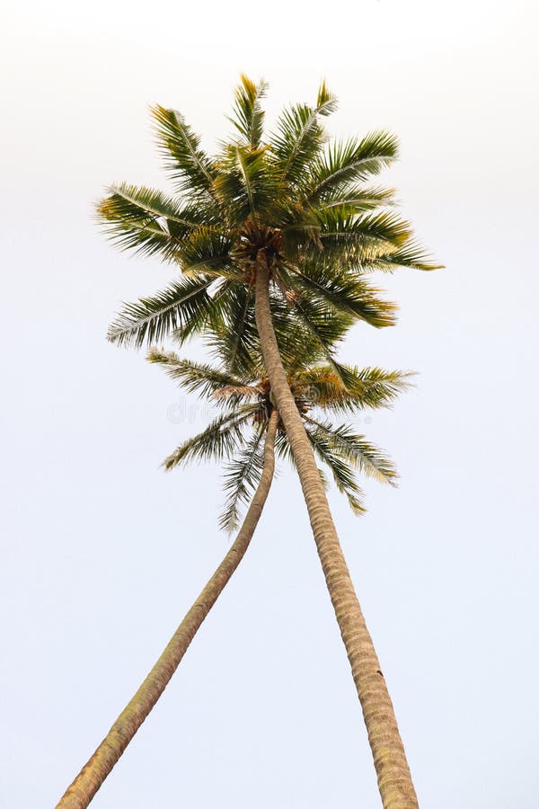 Two Palm Trees Crossing Each Other with the Sky As the Background Stock ...