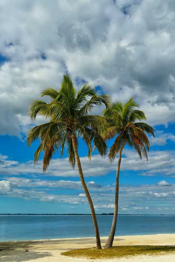 Two Palm Trees on a Deserted Beach. Stock Image - Image of sunny, beach ...