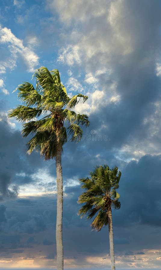 Two Palm Trees on Dramatic Sky Stock Photo - Image of paradise ...