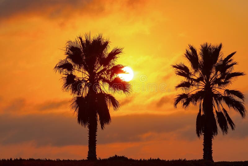 Two Palm Trees, Heavy Dramatic Clouds and Bright Sky.s Stock Image ...