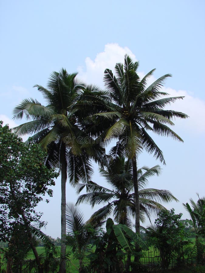 Three Palm Trees in India, Blue Sky Stock Image - Image of natural ...