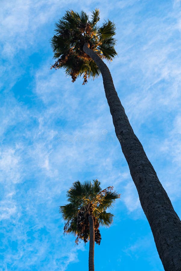 Two Palm Trees stock photo. Image of foliage, trunk - 177533290