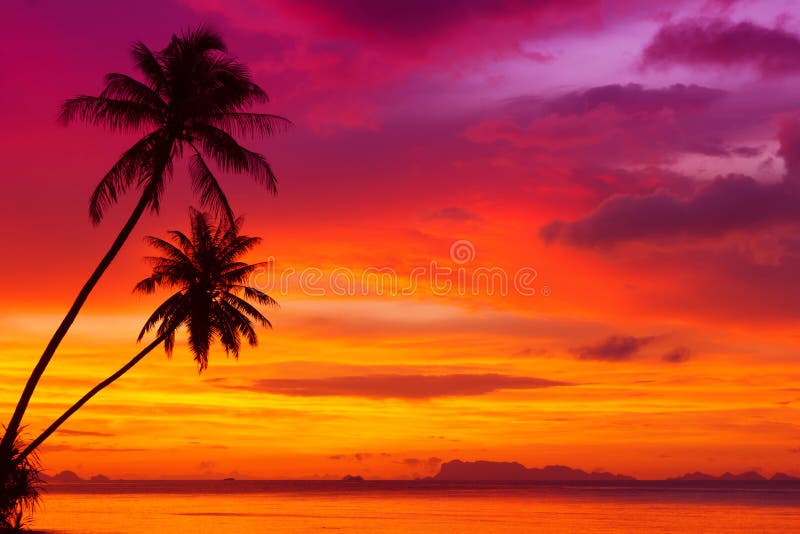Palm Trees Silhouette at Sunset Stock Photo - Image of beautiful ... Palm Trees Silhouette at Sunset Stock Photo - Image of beautiful ...