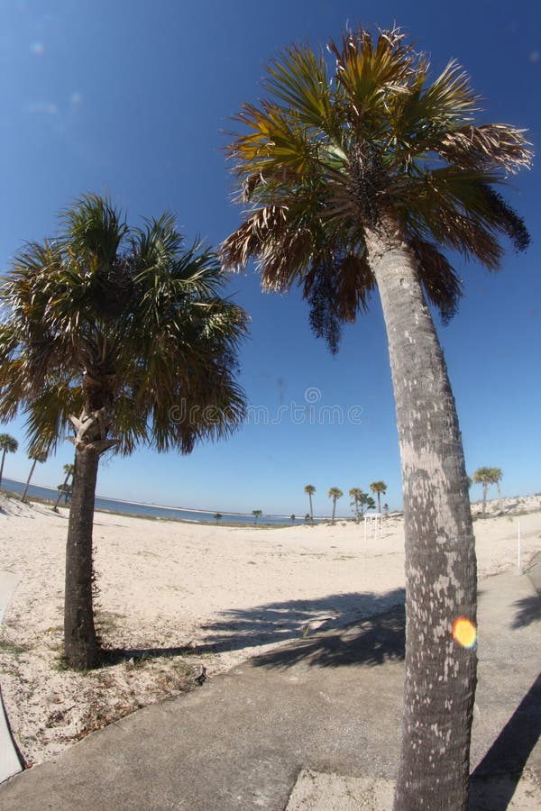 Two Palm Trees Standing on the Beach. Stock Photo - Image of palm ...